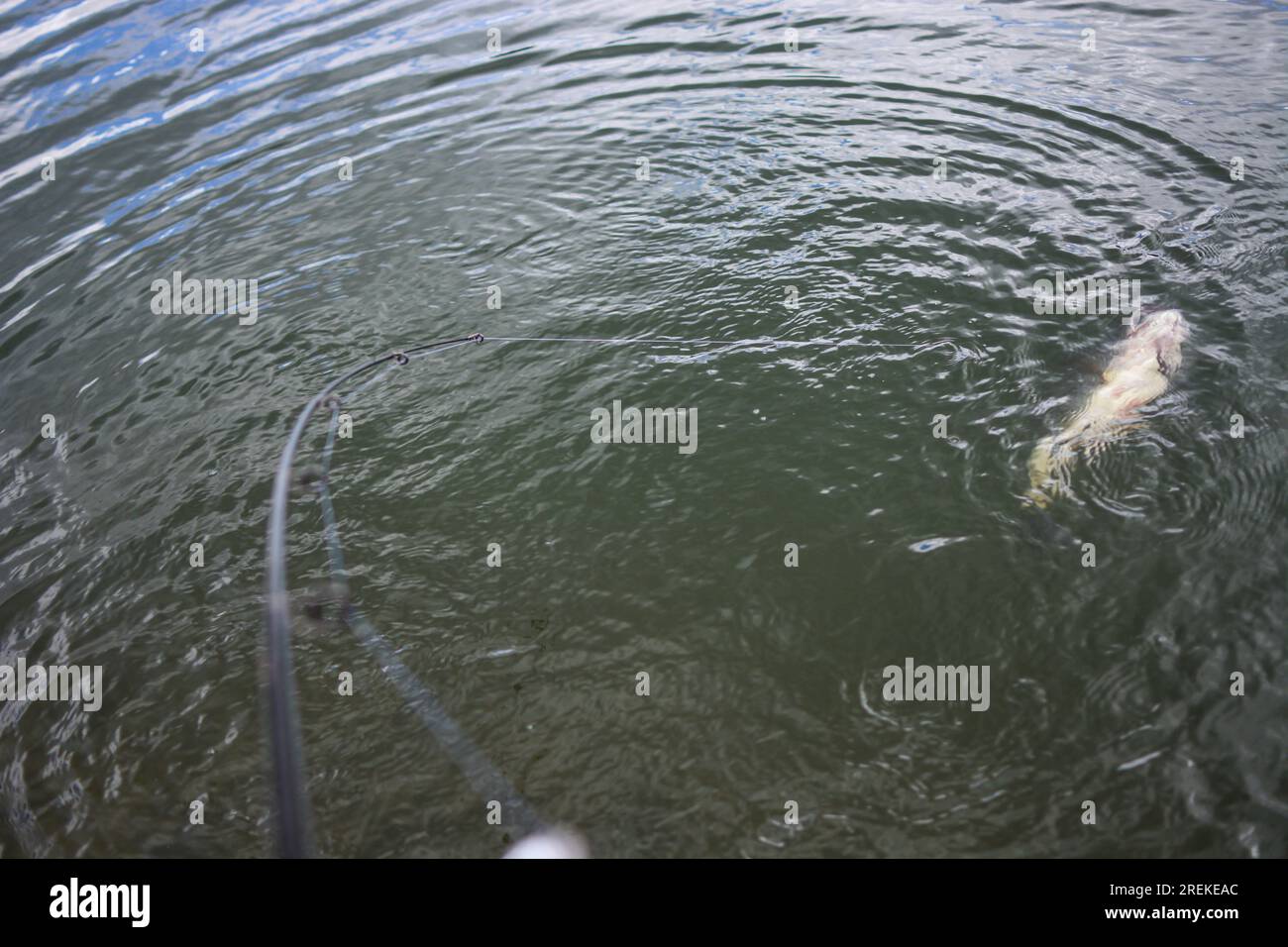 Holding perfect largemouth bass, shore fishing, catching fish Stock ...