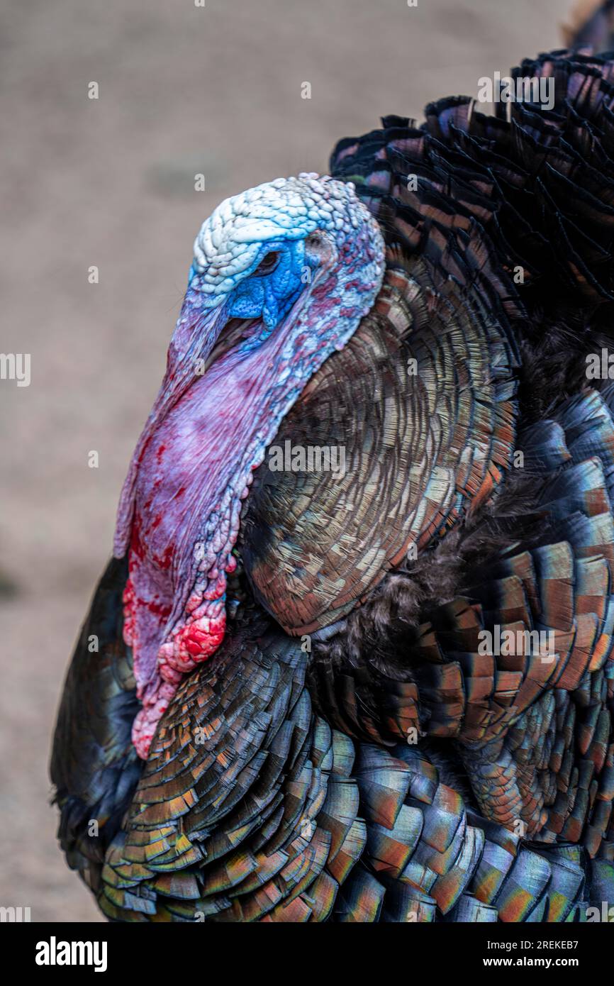 Bronzepute, male, turkey, Meleagris gallopavo f. Domestica, male ...