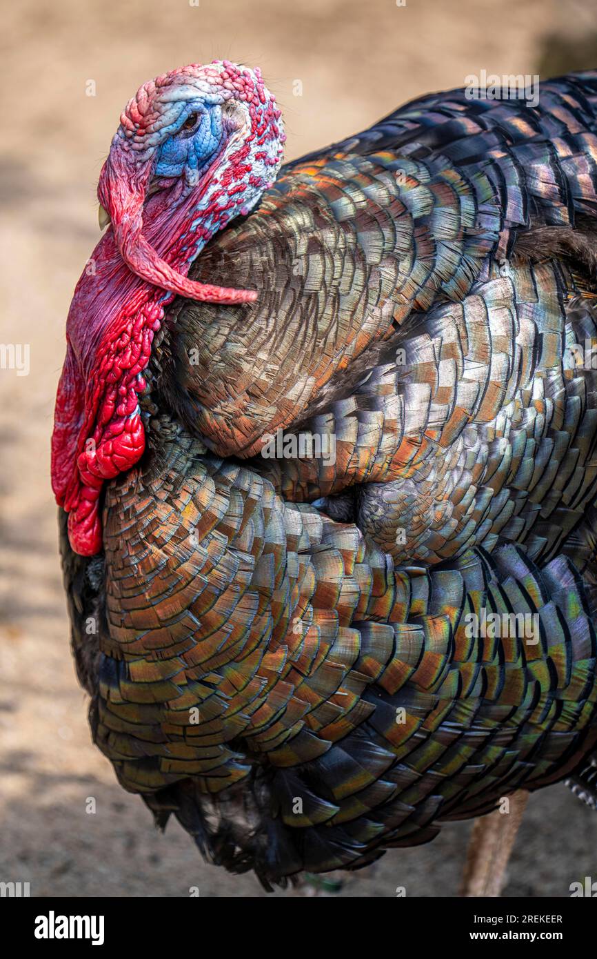 Bronzepute, male, turkey, Meleagris gallopavo f. Domestica, male ...