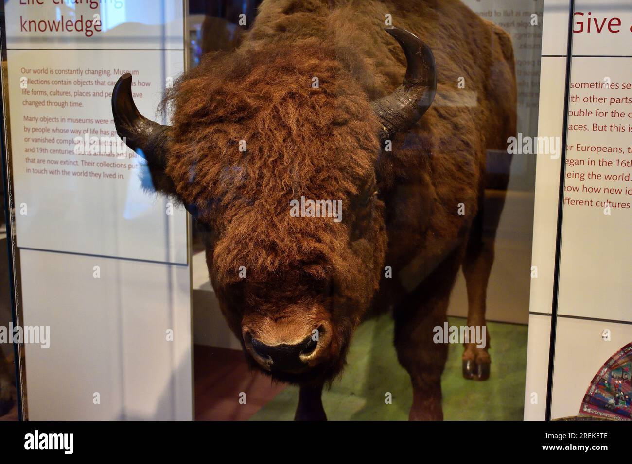 The Royal Albert Memorial Museum in Exeter Stock Photo - Alamy