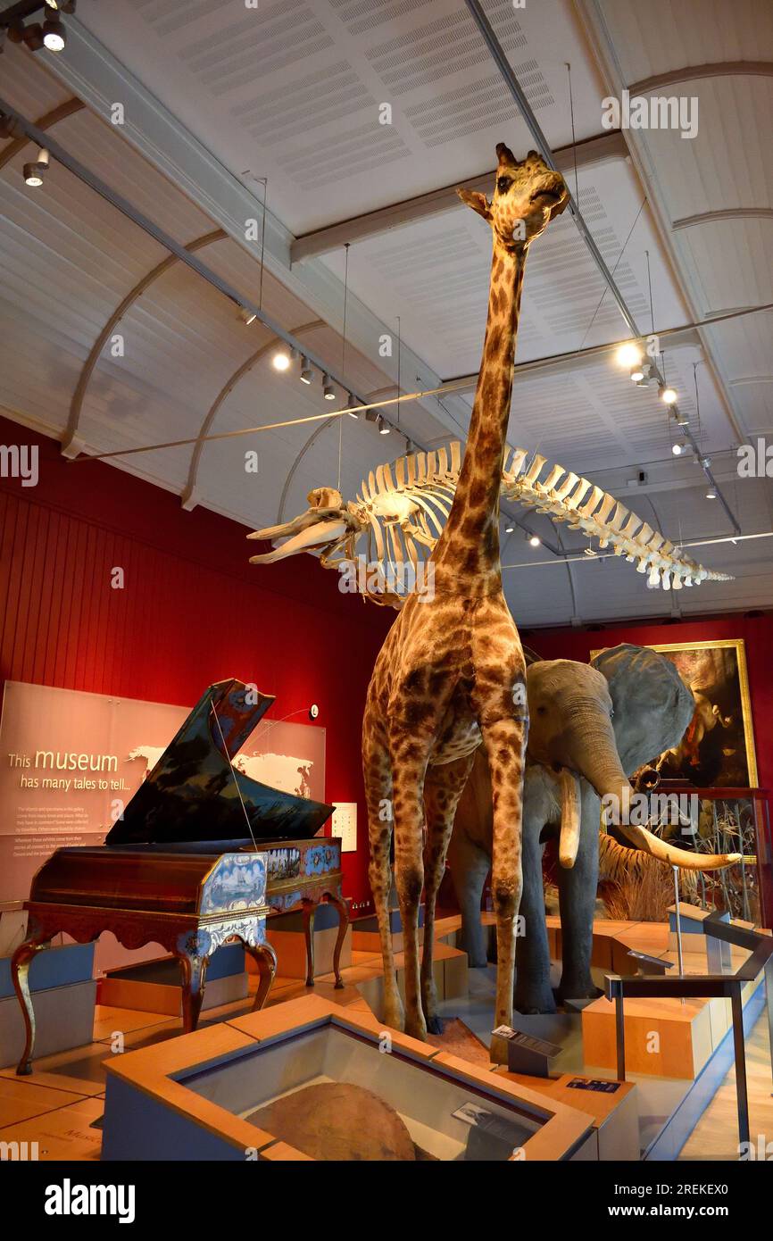 The Royal Albert Memorial Museum in Exeter Stock Photo - Alamy