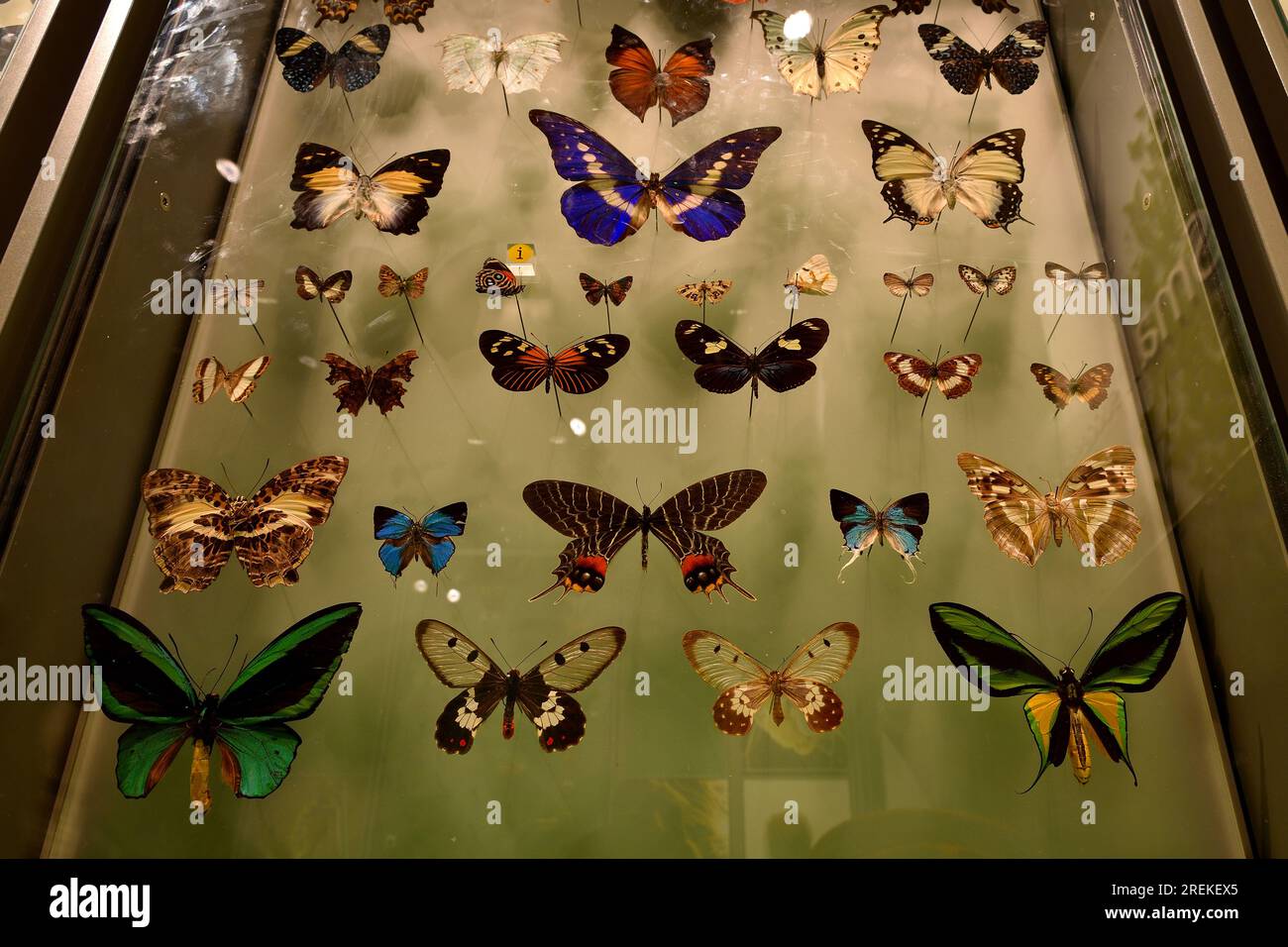The Royal Albert Memorial Museum in Exeter Stock Photo - Alamy