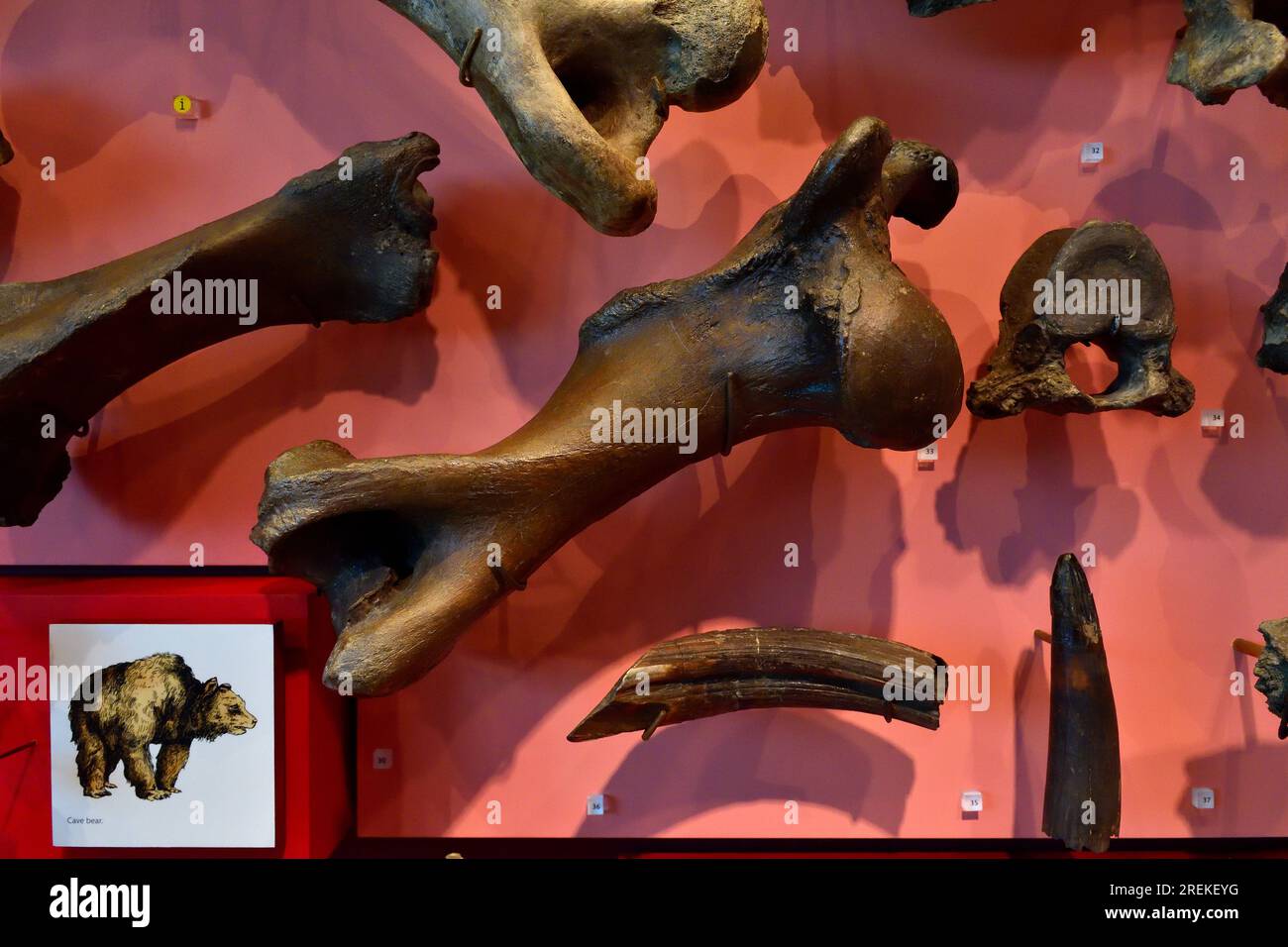 The Royal Albert Memorial Museum in Exeter Stock Photo - Alamy