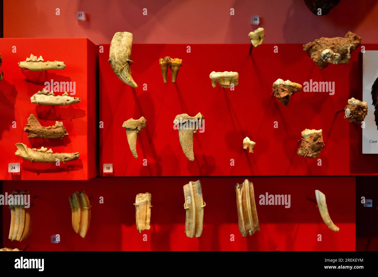 The Royal Albert Memorial Museum in Exeter Stock Photo - Alamy