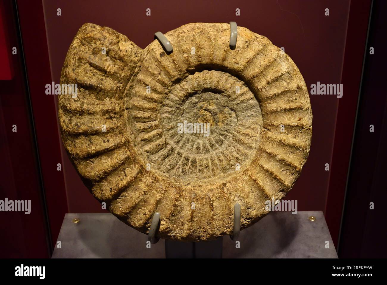The Royal Albert Memorial Museum in Exeter Stock Photo - Alamy