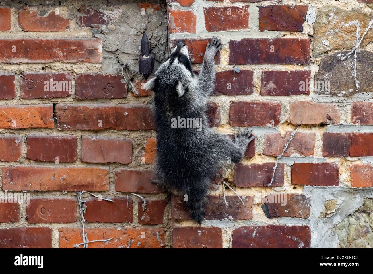 Young raccoon (Procyon lotor) climbs up a brick house wall in Germany ...