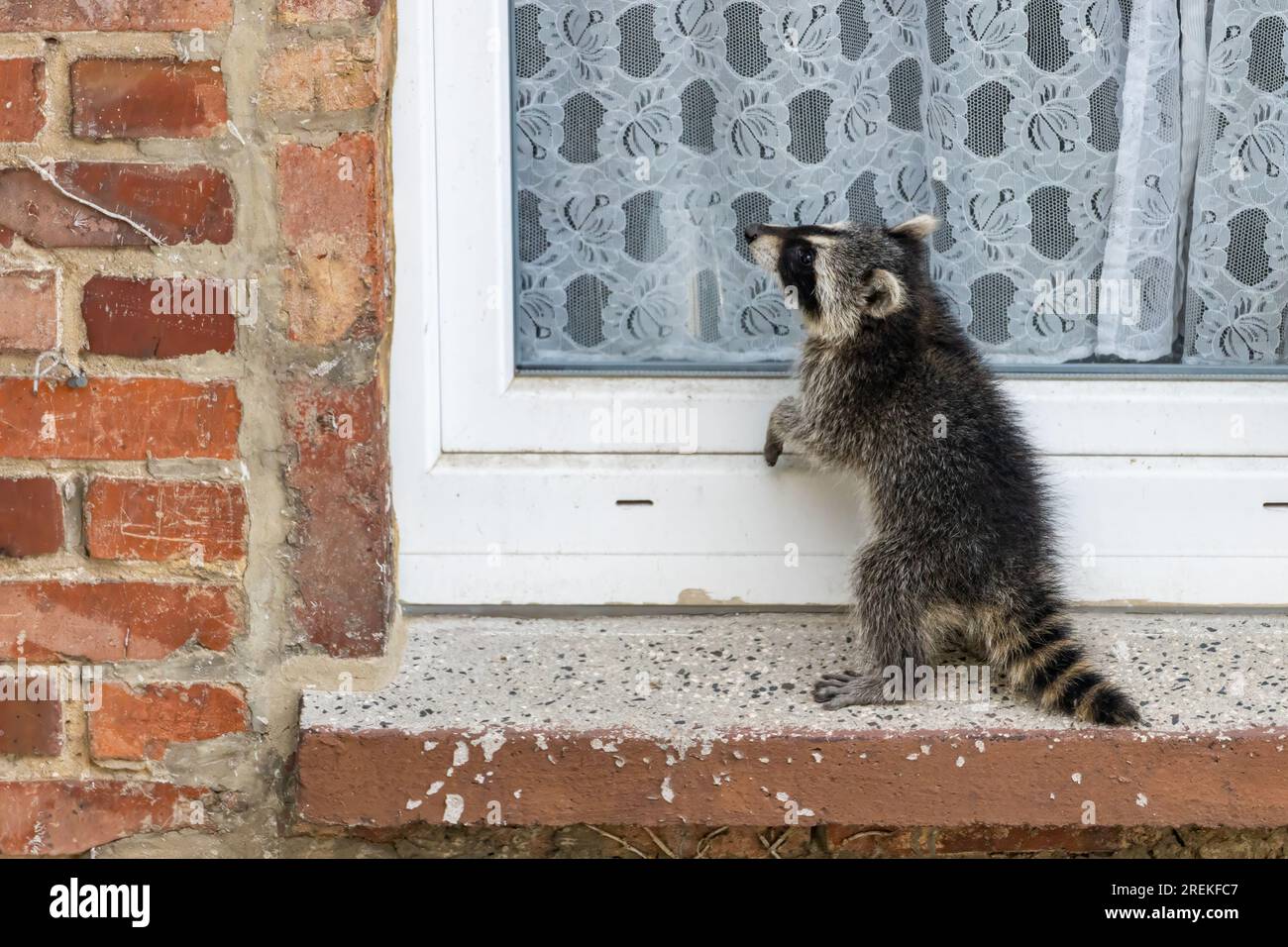 Young raccoon (Procyon lotor) on an external window sill Stock Photo ...