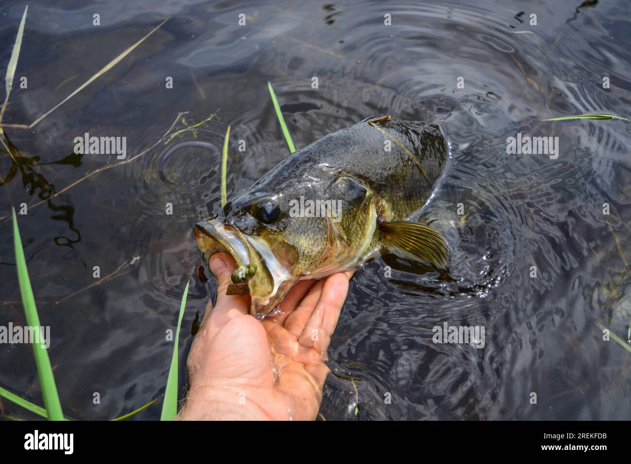 Holding perfect largemouth bass, shore fishing, catching fish Stock ...