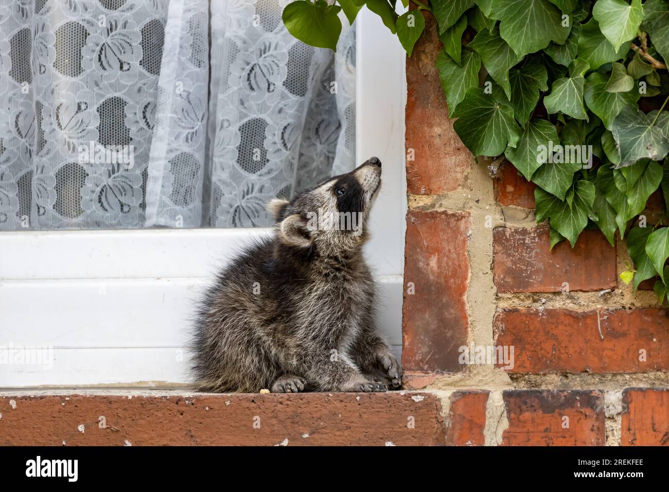 Young raccoon (Procyon lotor) sits on an external window sill Stock ...