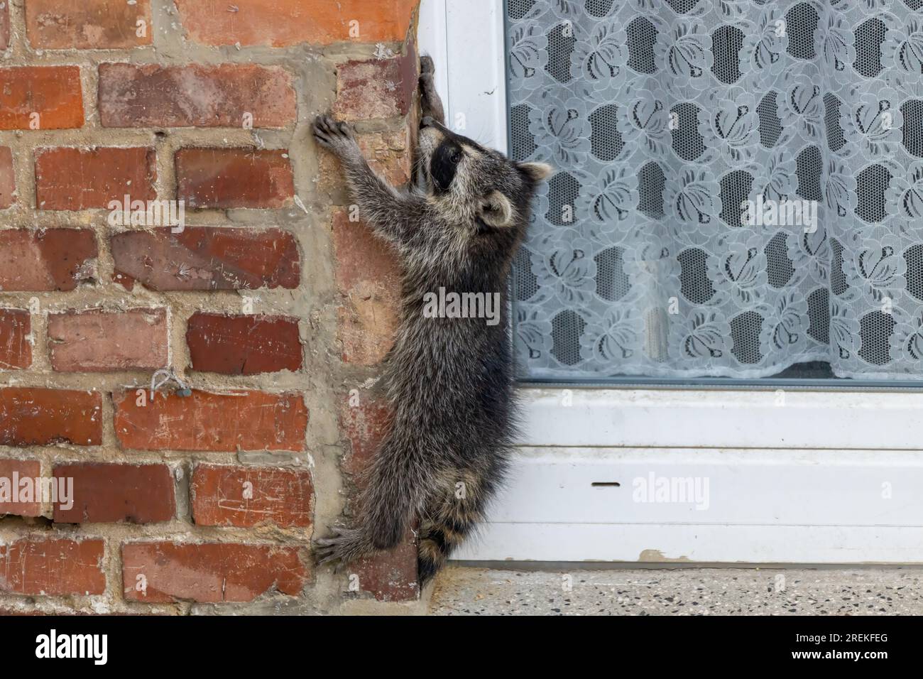 Young raccoon (Procyon lotor) climbs up a brick house wall in Germany ...