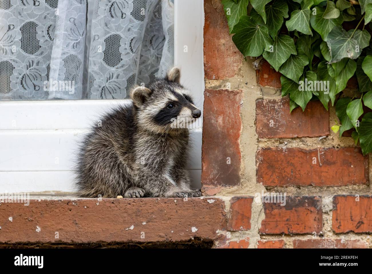Young raccoon (Procyon lotor) sits on an external window sill Stock ...