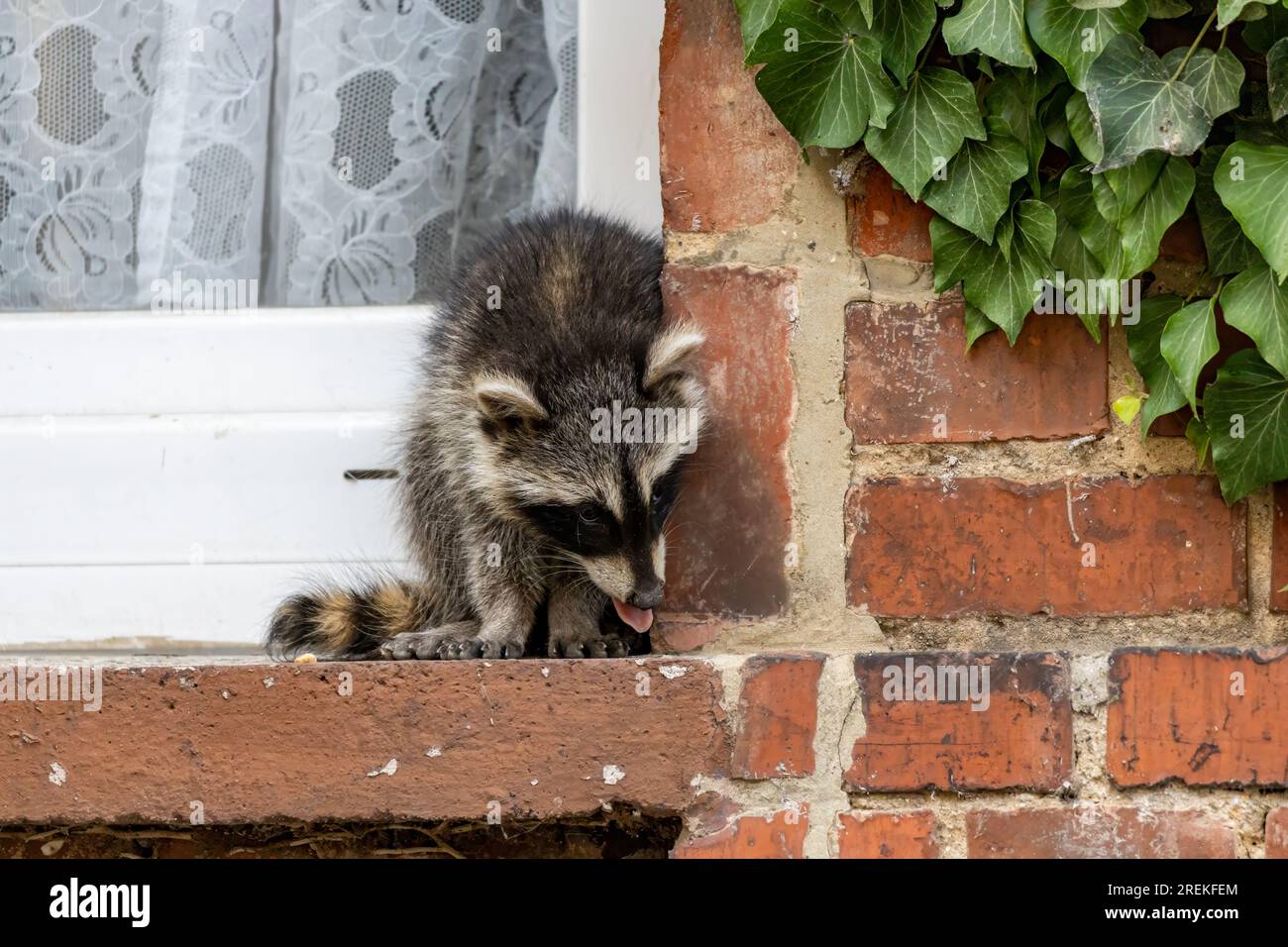 Young raccoon (Procyon lotor) sits on an external window sill Stock ...