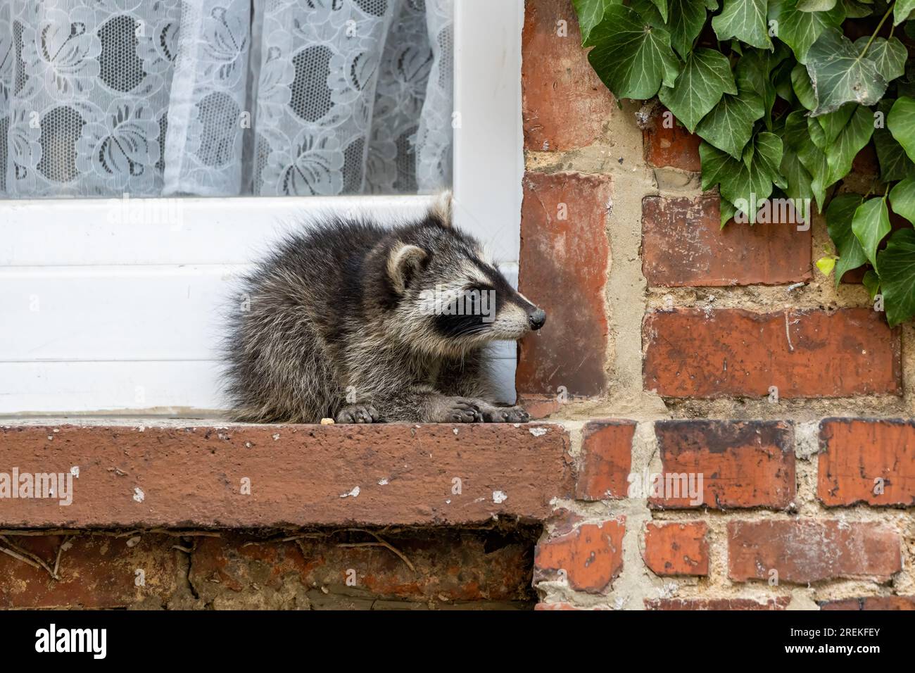 Young raccoon (Procyon lotor) sits on an external window sill Stock ...