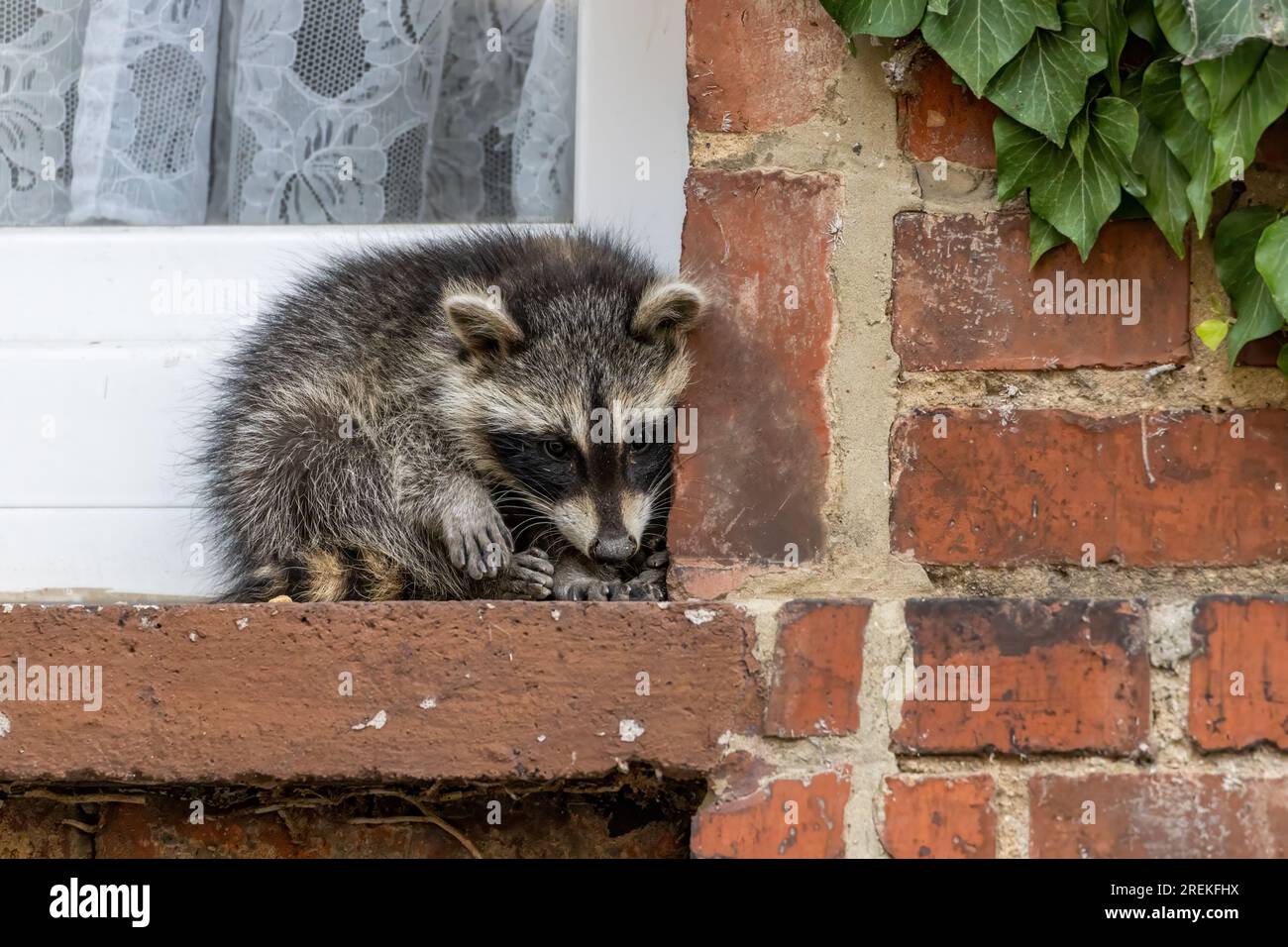 Young raccoon (Procyon lotor) sits on an external window sill Stock ...