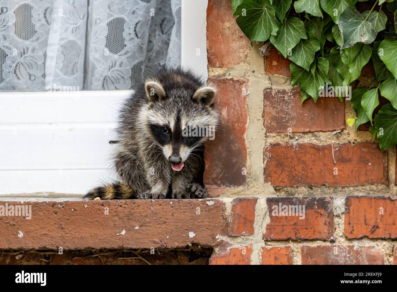 Young raccoon (Procyon lotor) sits on an external window sill Stock ...