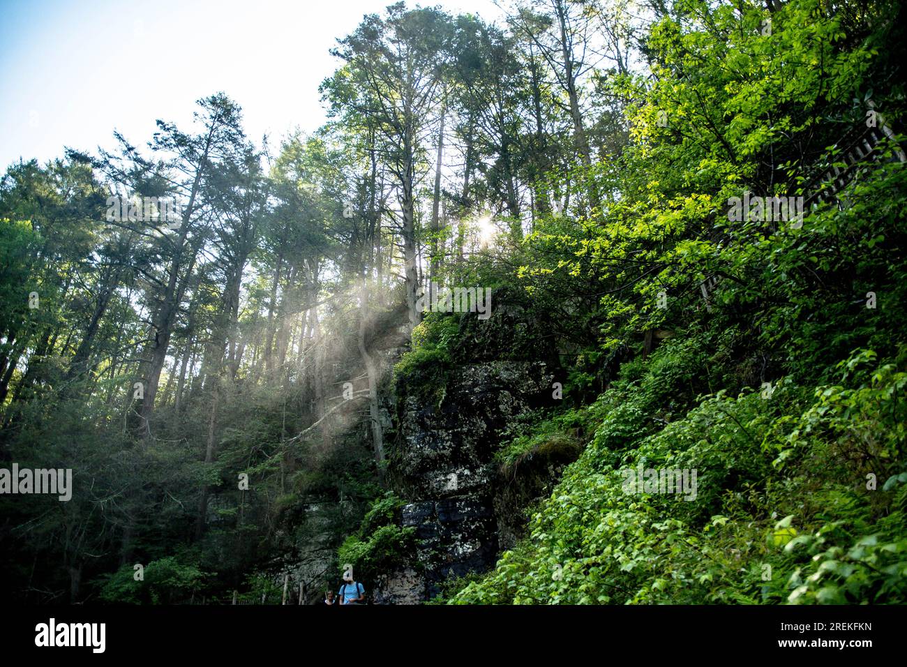 Damp rainforest trail hi-res stock photography and images - Alamy