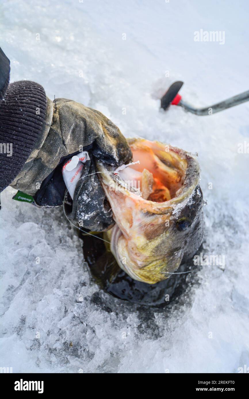 Ice fishing taking the fish out of the ice hole outdoors backgrounds ...