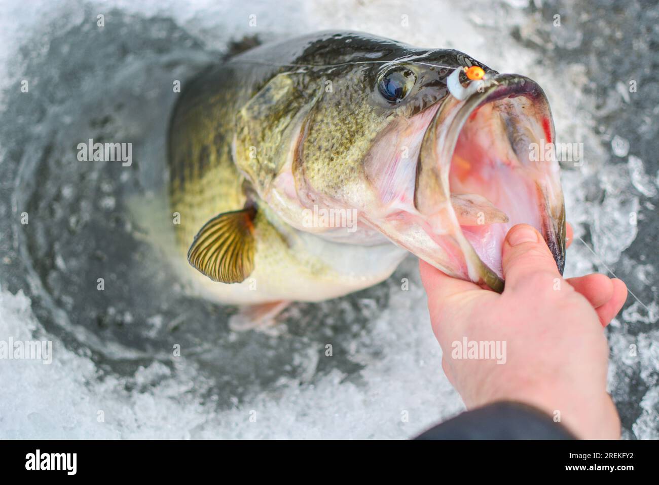 Ice fishing taking the fish out of the ice hole outdoors backgrounds ...