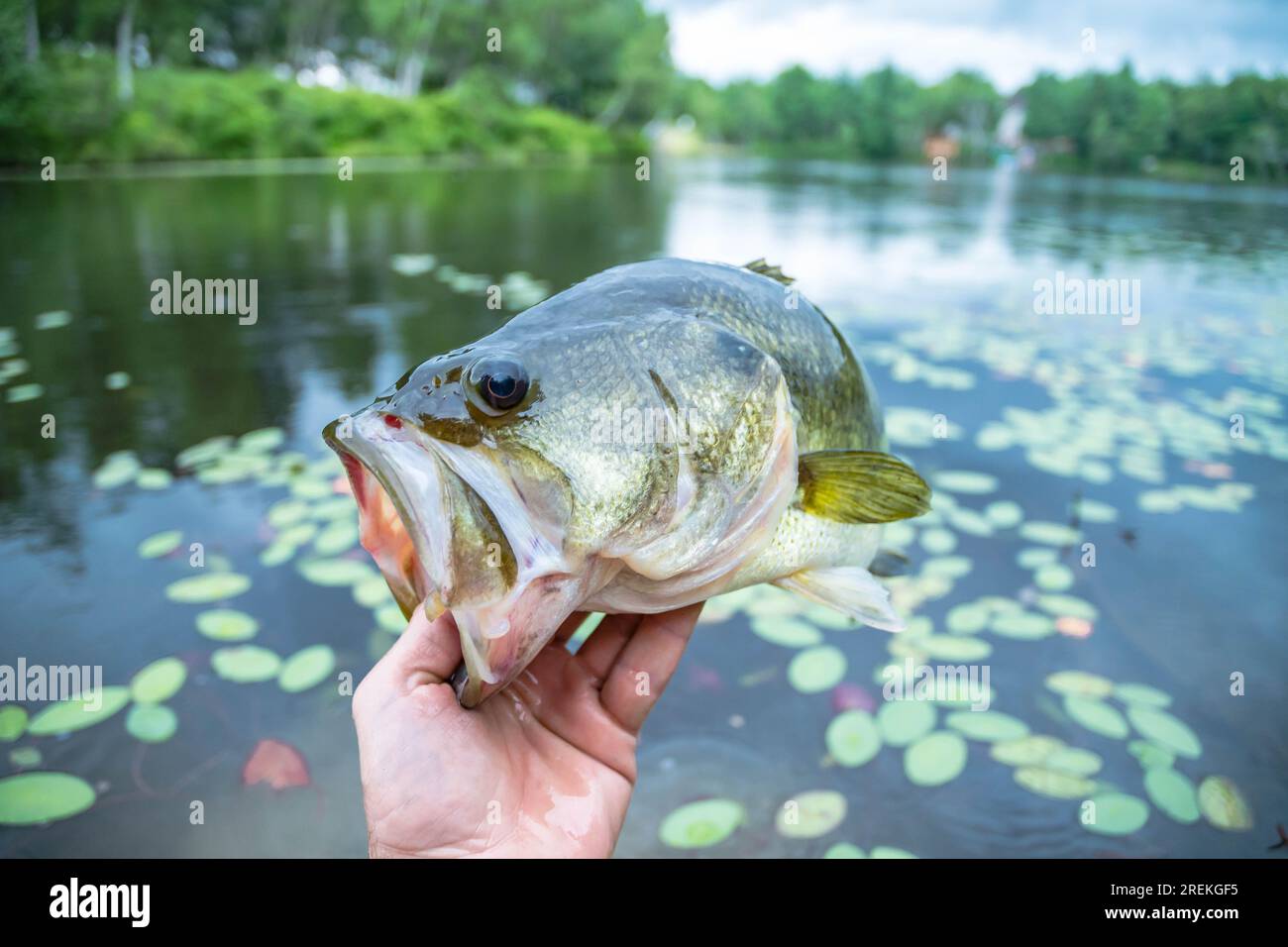 Holding perfect largemouth bass, shore fishing, catching fish Stock ...