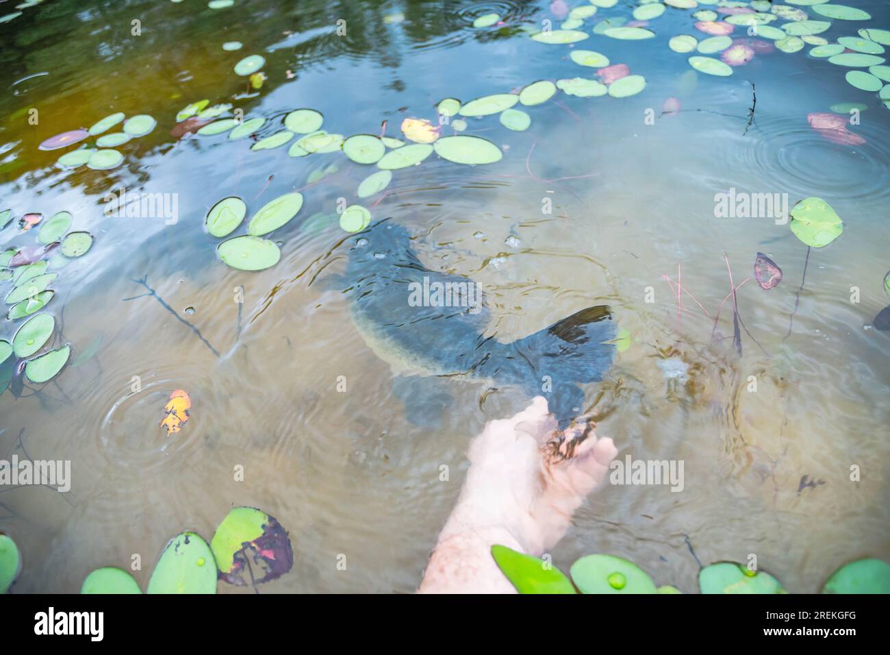 Holding perfect largemouth bass, shore fishing, catching fish Stock ...