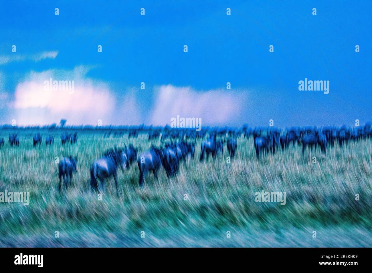 Maasai Mara National Reserve is an area of preserved savannah ...