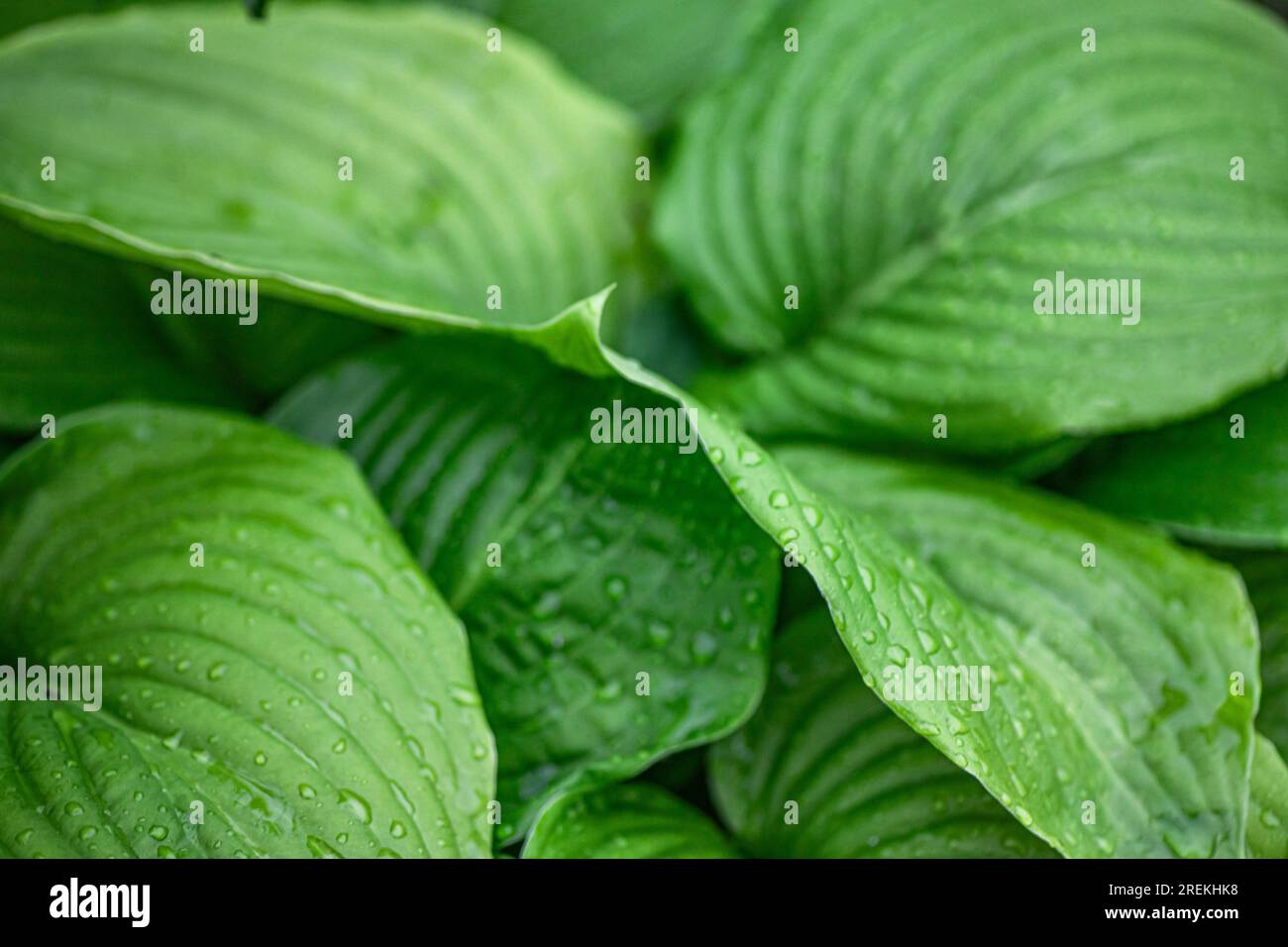 hosta plant features green leaves, making it a perfect addition to ...