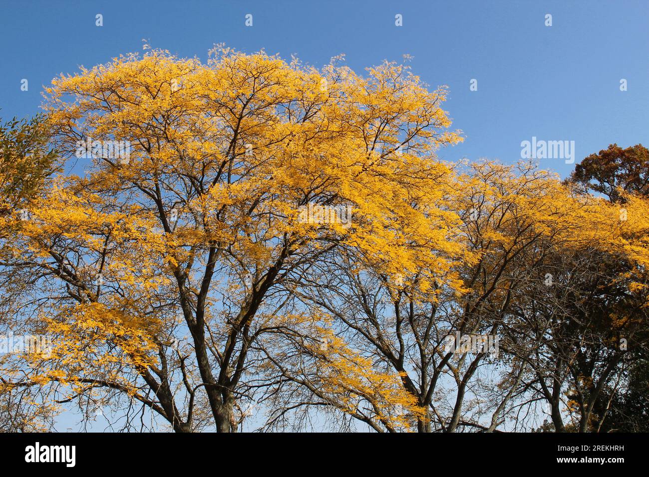 Two Honey Locust trees with yellow foliage constrasted against a clear ...