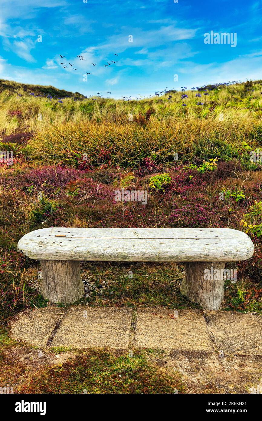 Simple wooden bench in dune landscape, flowering heath, Isle of Tresco ...