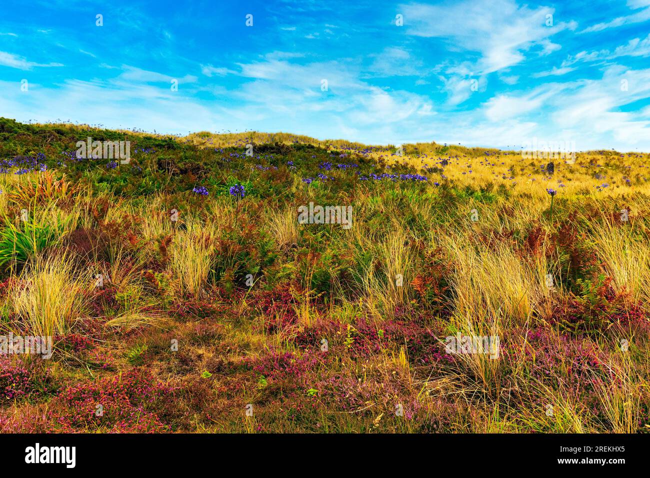 Dune landscape, flowering heath, Isle of Tresco, Isles of Scilly ...