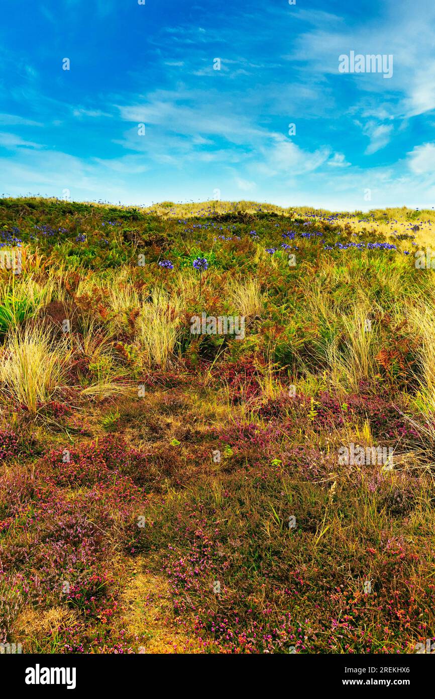 Dune landscape, flowering heath, Isle of Tresco, Isles of Scilly ...