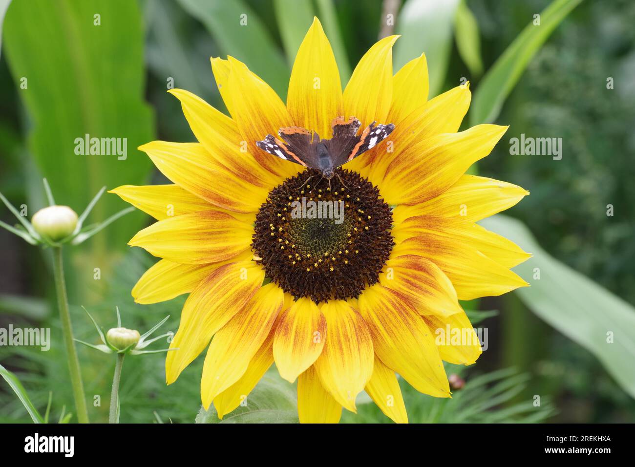 Sunflower (Helianthus annuus), flower, yellow, red admiral (Vanessa atalanta), butterfly, nectar ...