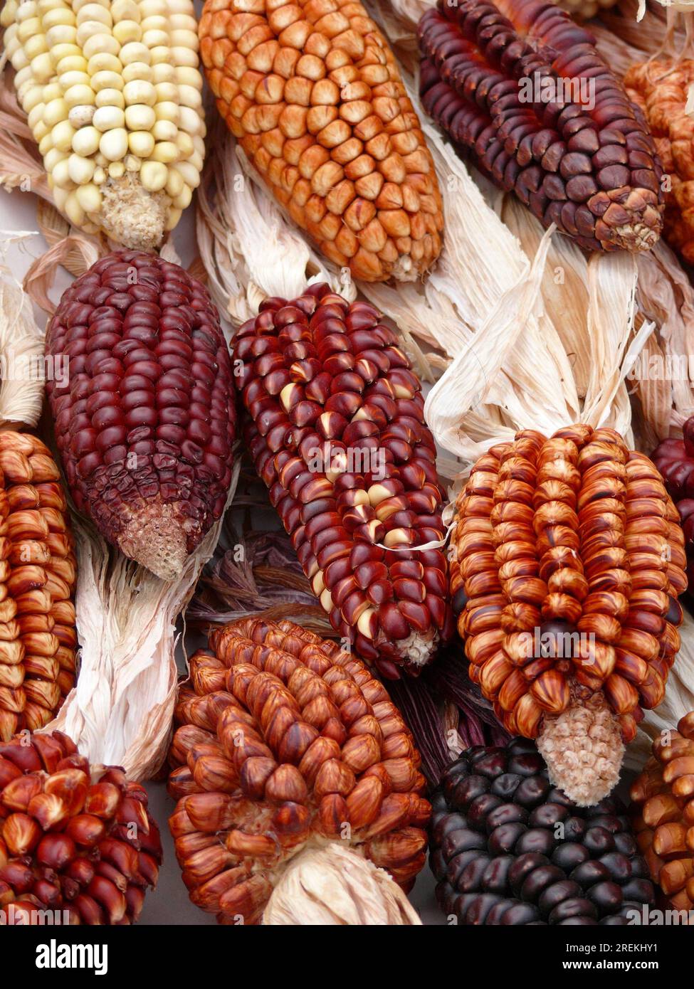 Peruvian ornamental maize Stock Photo - Alamy