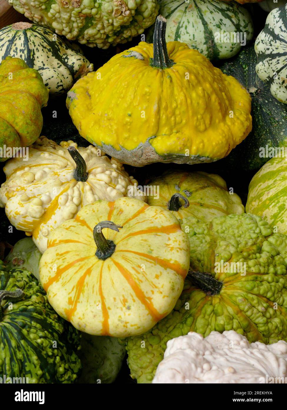 Ornamental pumpkin, Gwarzter Pattison Stock Photo - Alamy