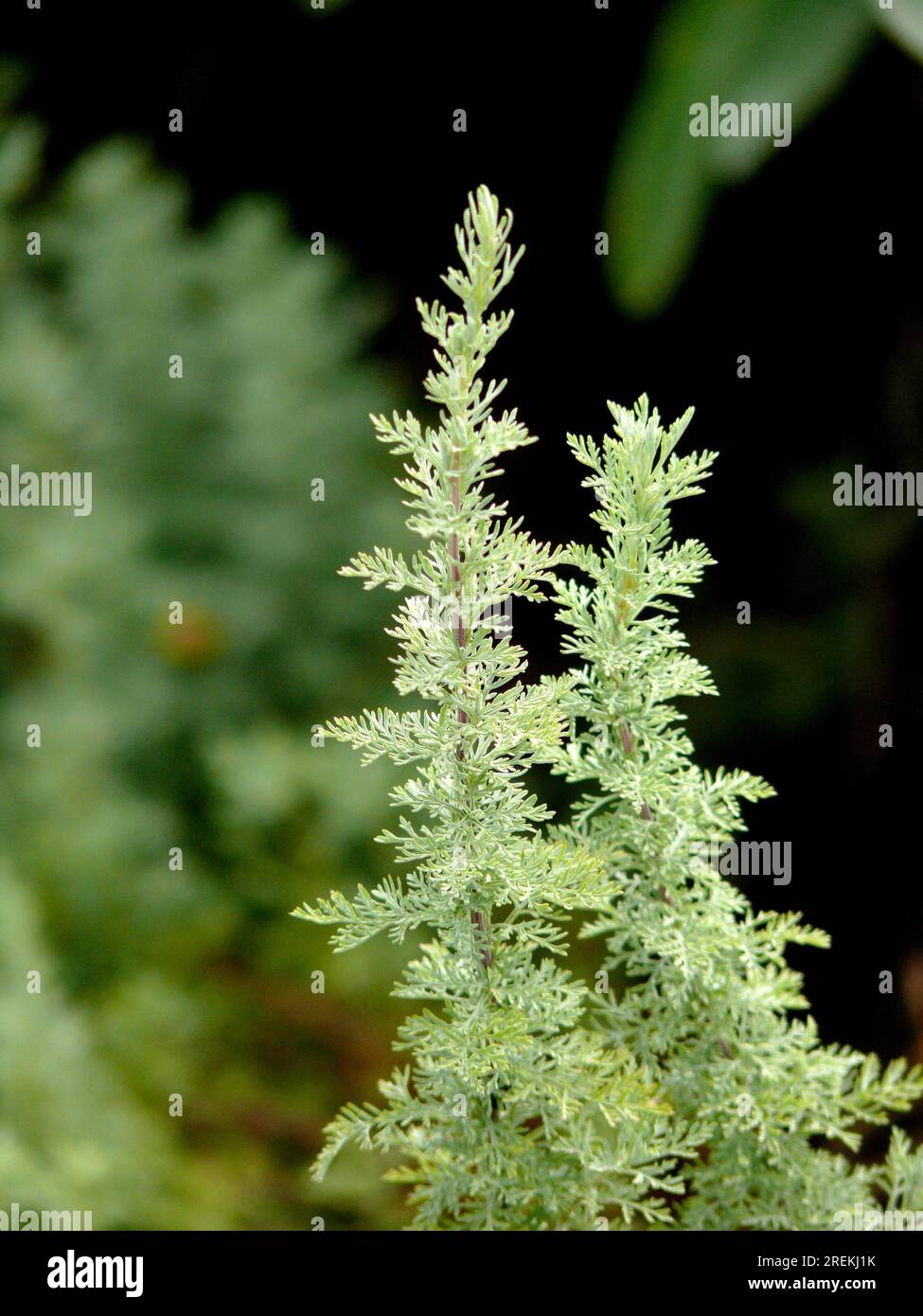 Medicinal plant, kitchen-herb: Boar's rue (Artemisia abrotanum) Coca ...