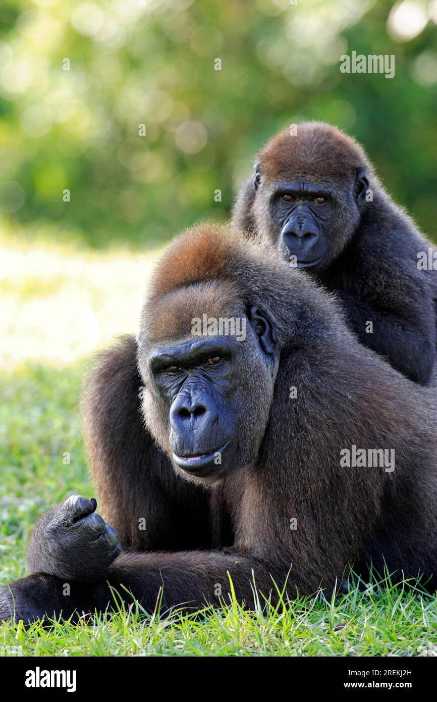 Western lowland western gorilla (Gorilla Gorilla) Lowland g. gorilla ...