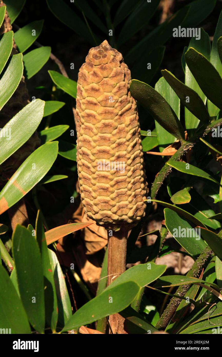 Zamia Cardboard Plant Zamia furfuracea Flower bloom Occurrence: Mexico ...