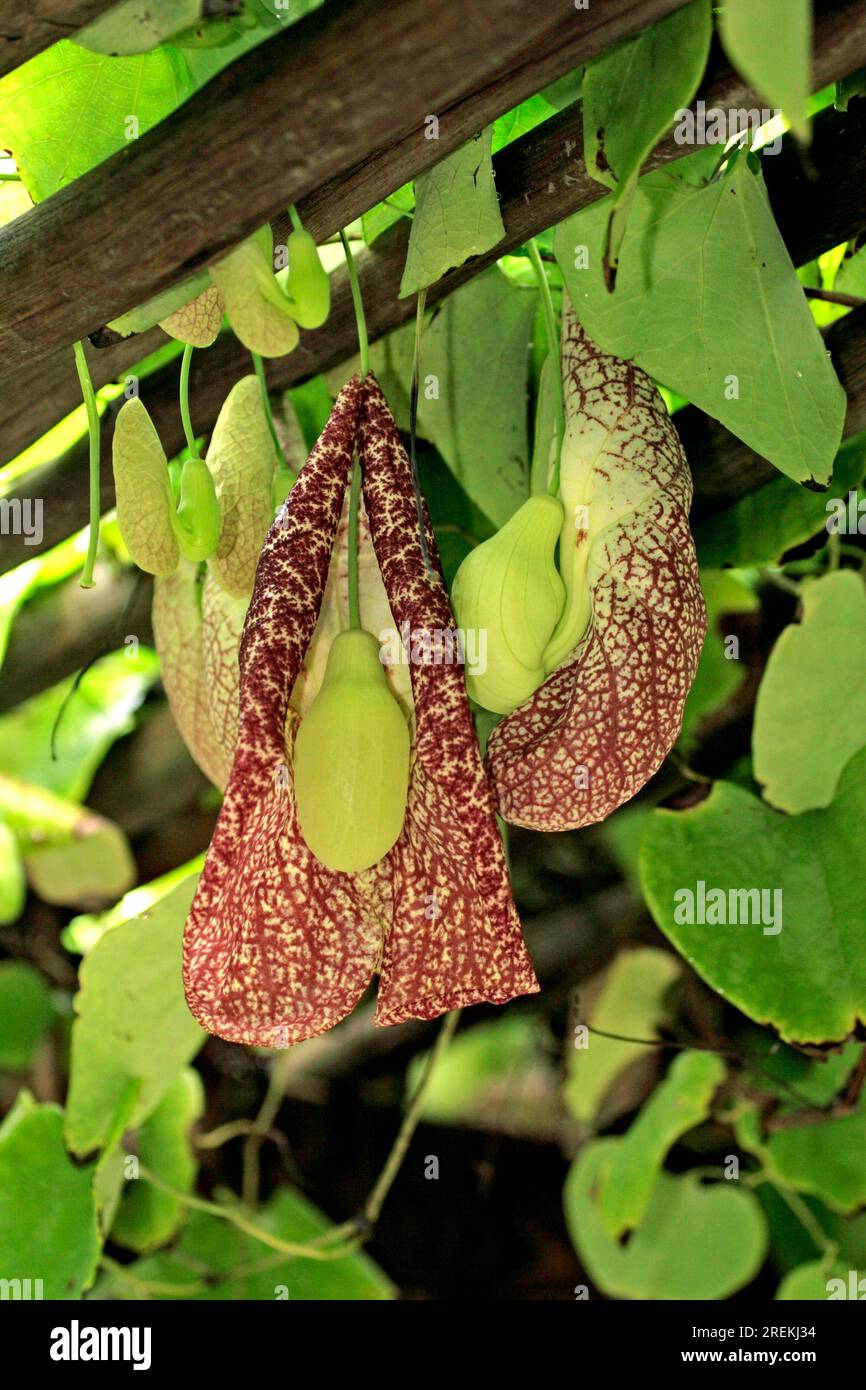 Giant Pelican Flower, Dutchman`s pipe grandiflora Flower bloom ...