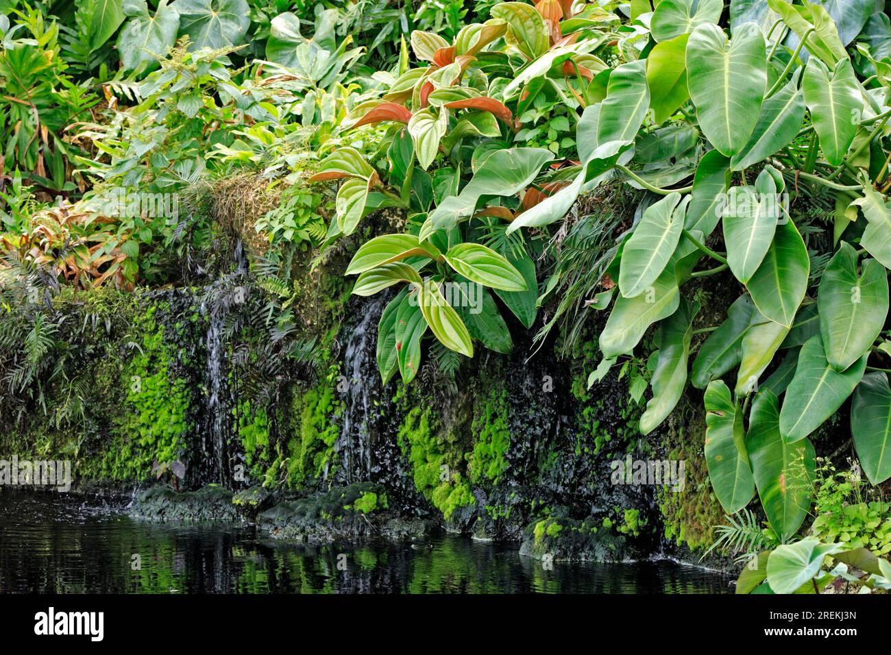Pond landscape Pond landscape with waterfall with waterfall Florida USA ...