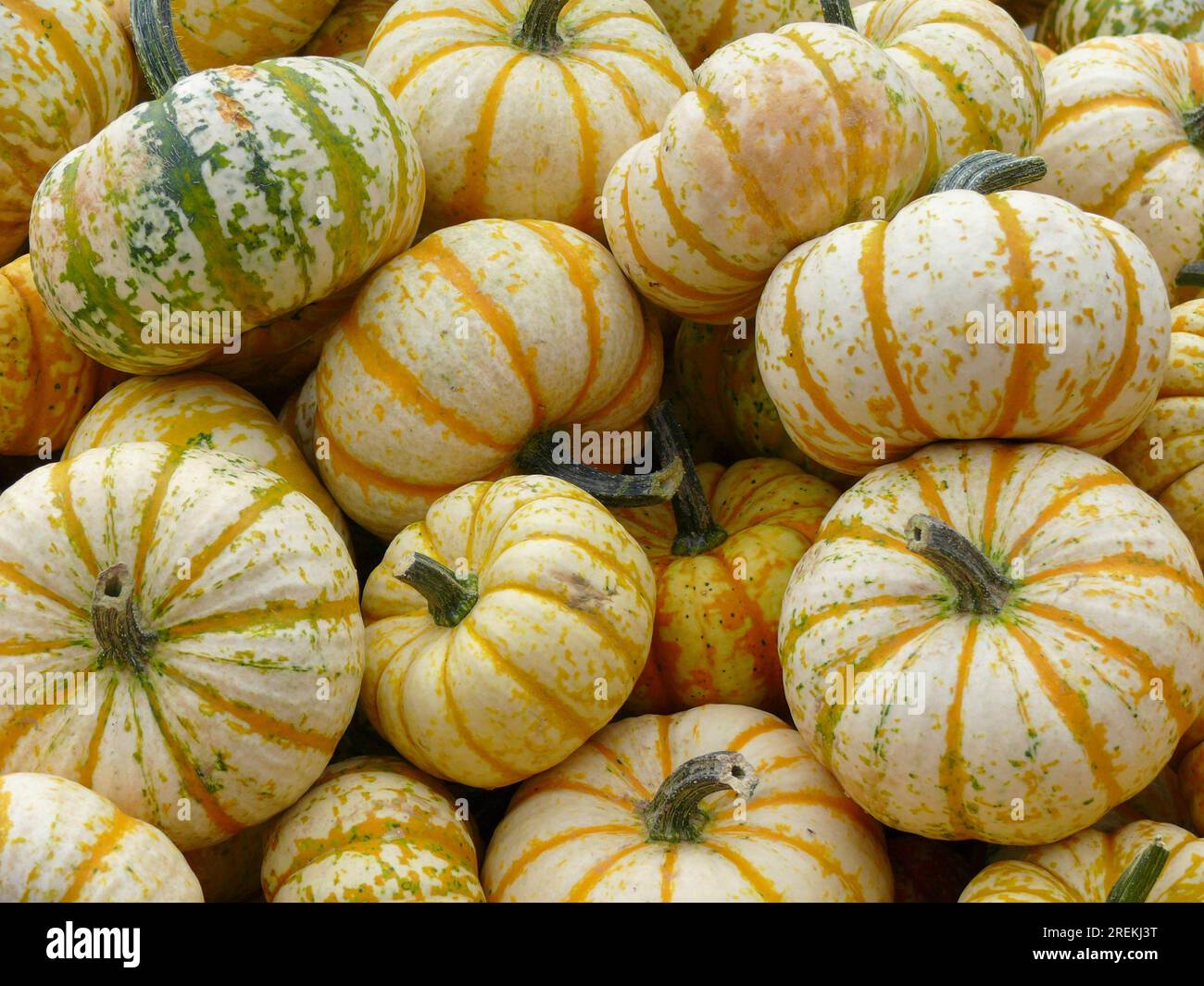 Edible pumpkin, picnic Stock Photo - Alamy