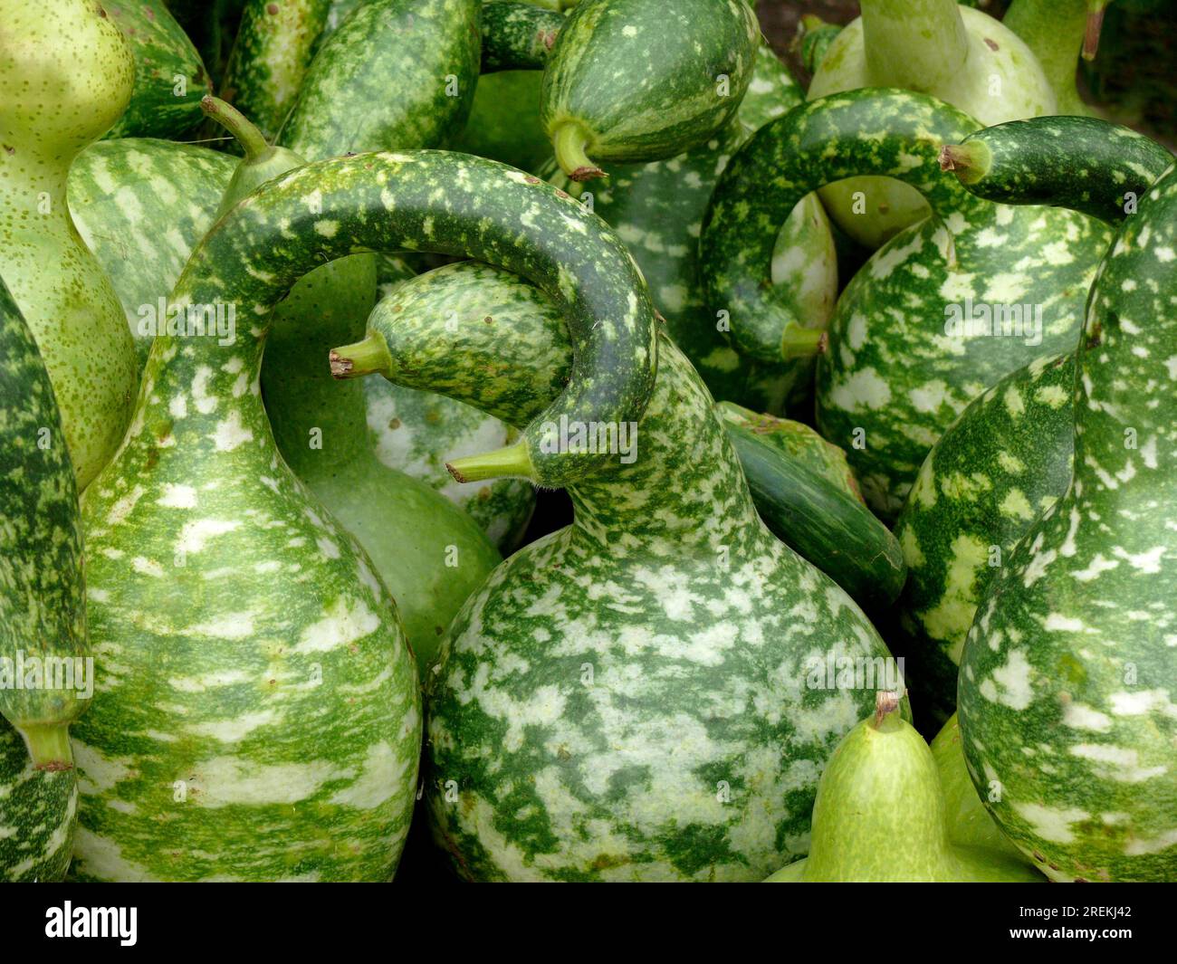 Ornamental pumpkin, calabash, bottle gourd Stock Photo - Alamy