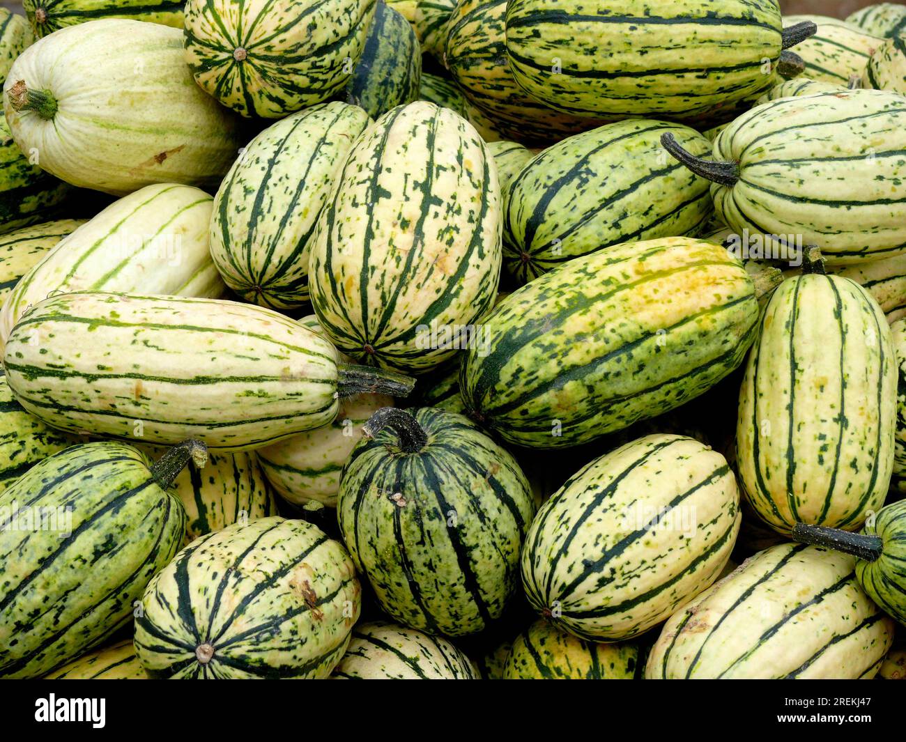 Edible pumpkin, Delicata, Sweet Patato Stock Photo - Alamy
