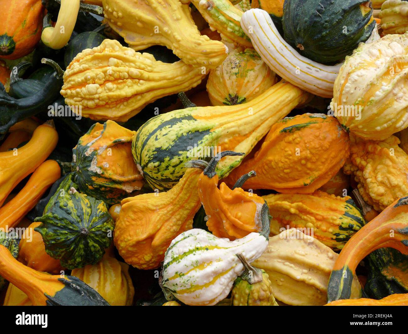 Indian pumpkin hi-res stock photography and images - Alamy