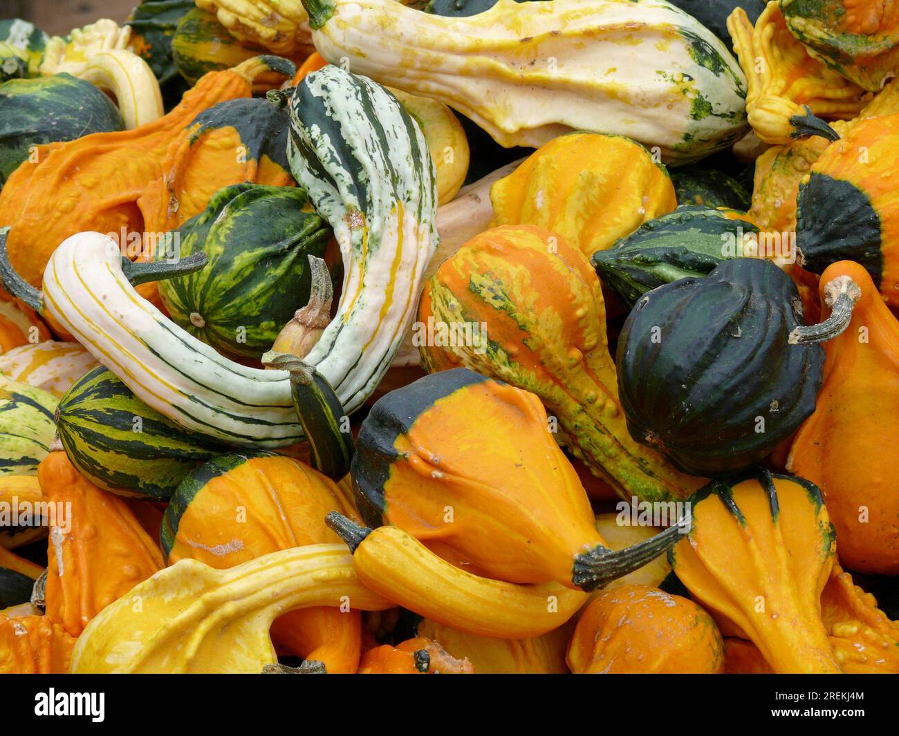 Indian mix pumpkin hi-res stock photography and images - Alamy