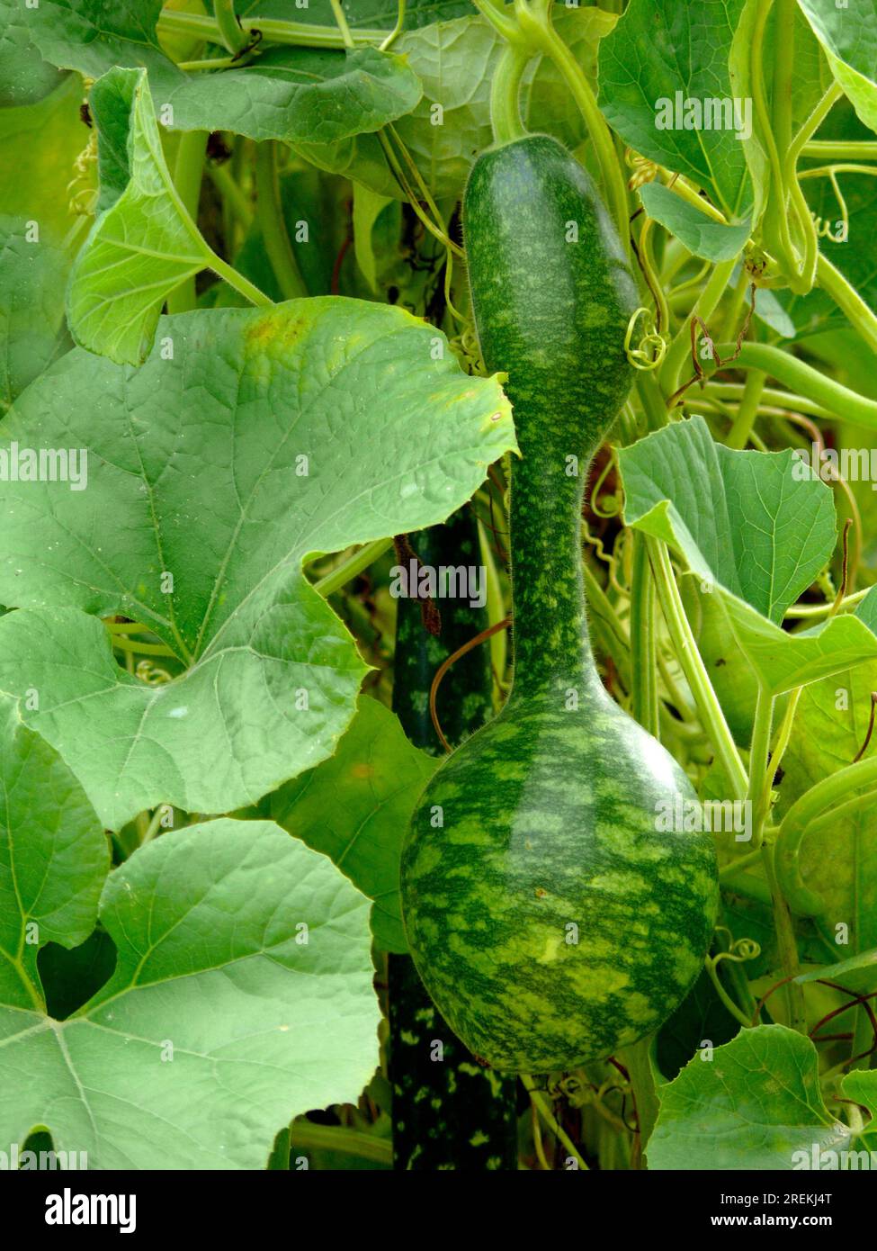 Ornamental pumpkin, calabash, bottle gourd Stock Photo - Alamy