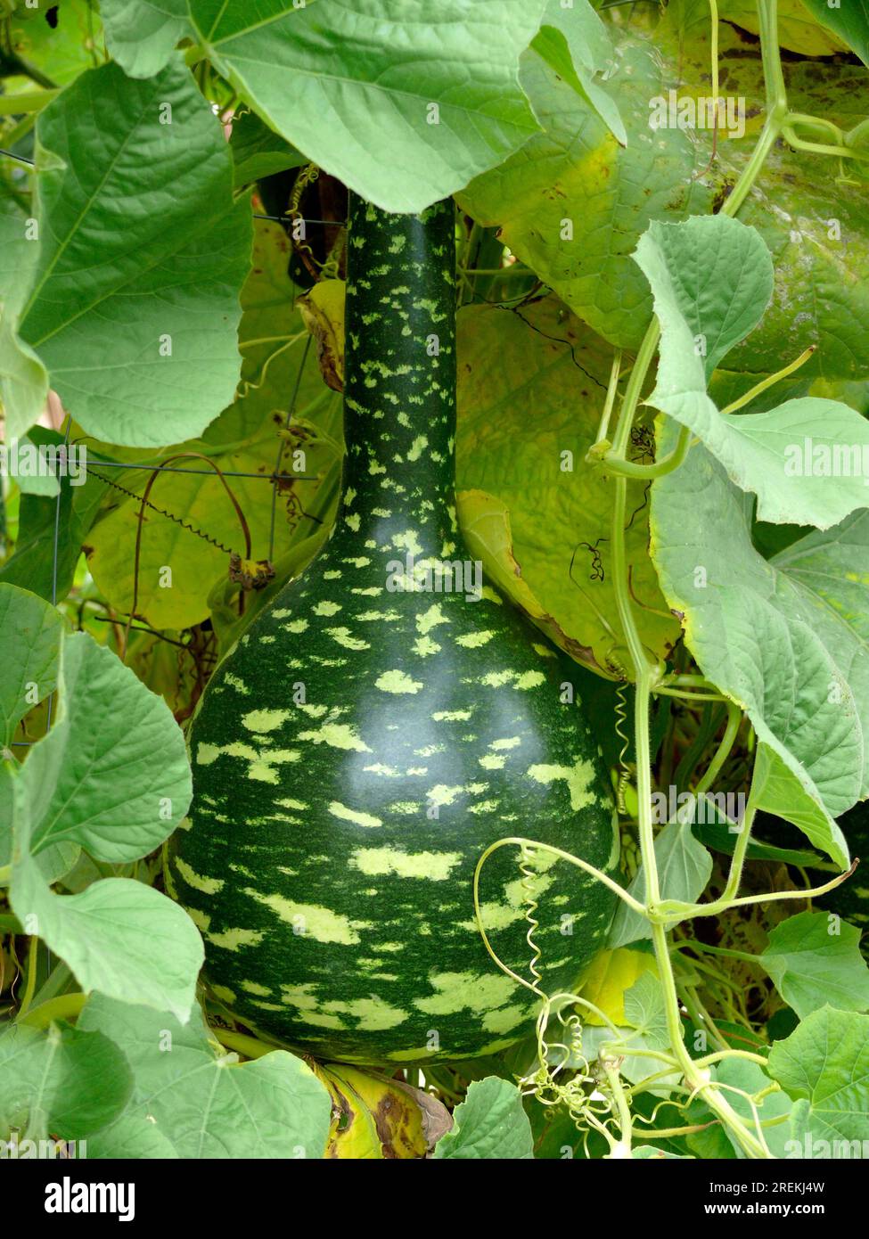 Ornamental pumpkin, calabash, bottle gourd Stock Photo - Alamy