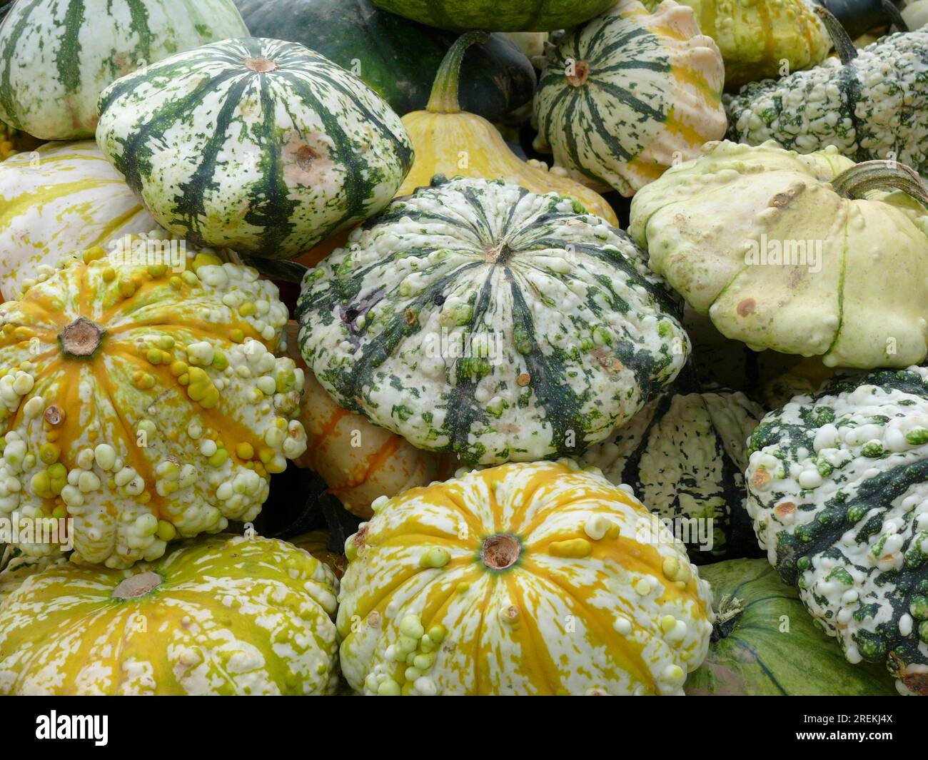 Ornamental pumpkin, Gwarzter Pattison Stock Photo - Alamy