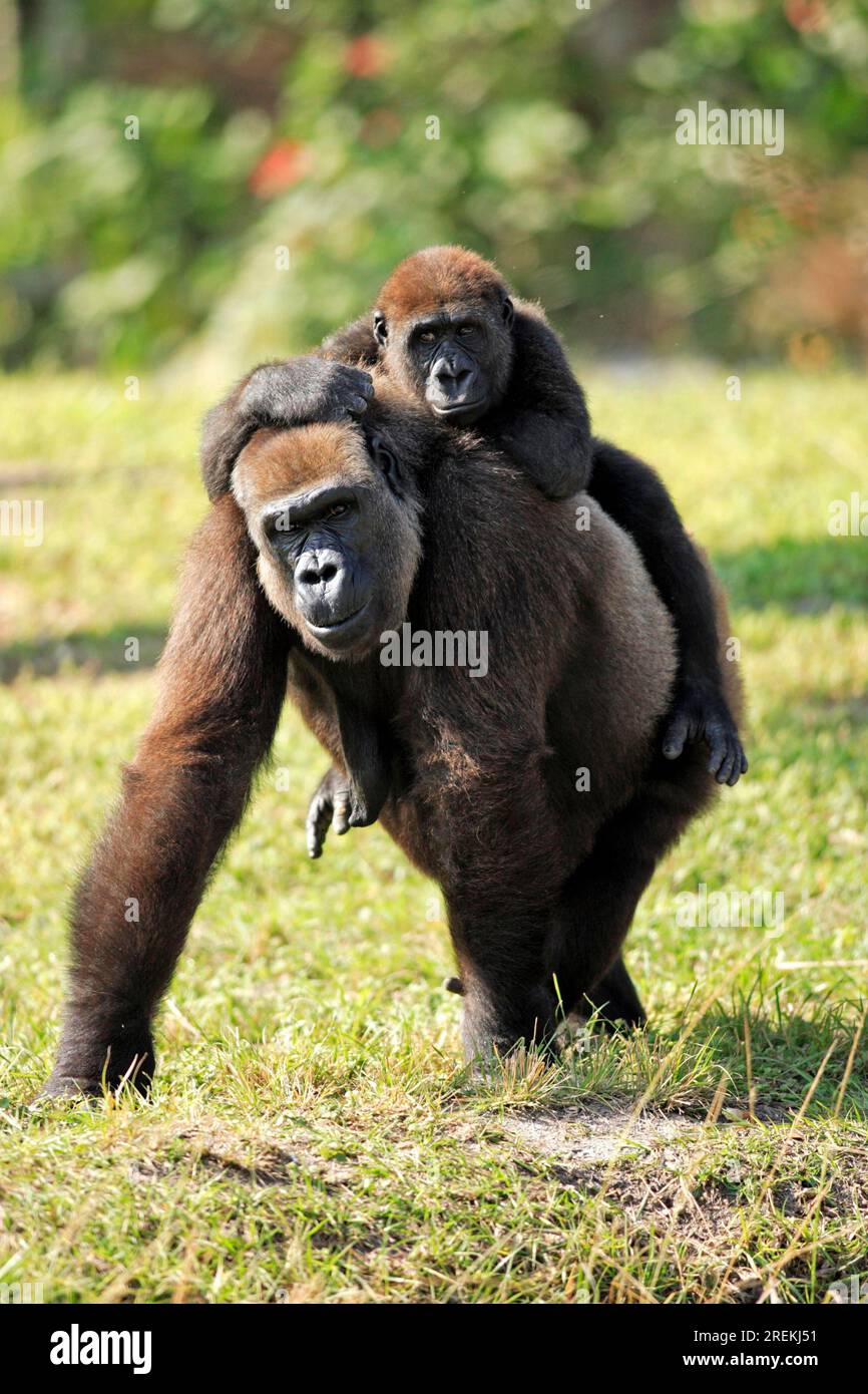 Western lowland western gorilla (Gorilla Gorilla) Lowland g. gorilla ...