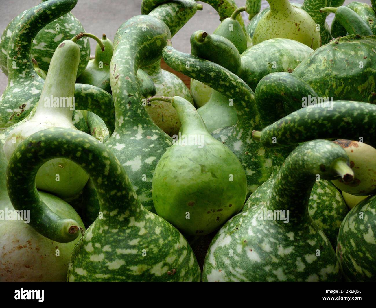Ornamental pumpkin, calabash, bottle gourd Stock Photo - Alamy