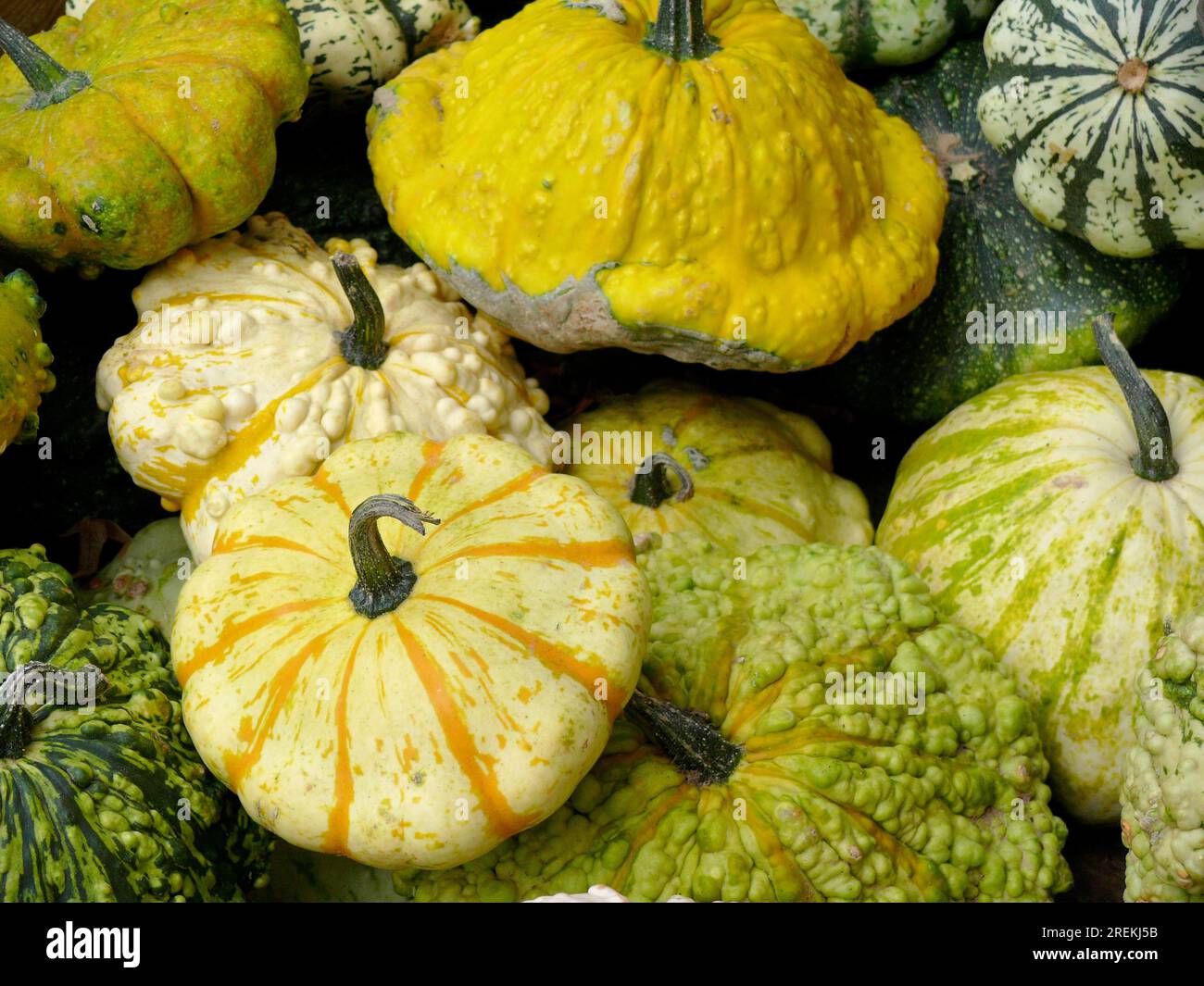 Ornamental pumpkin, Gwarzter Pattison Stock Photo - Alamy