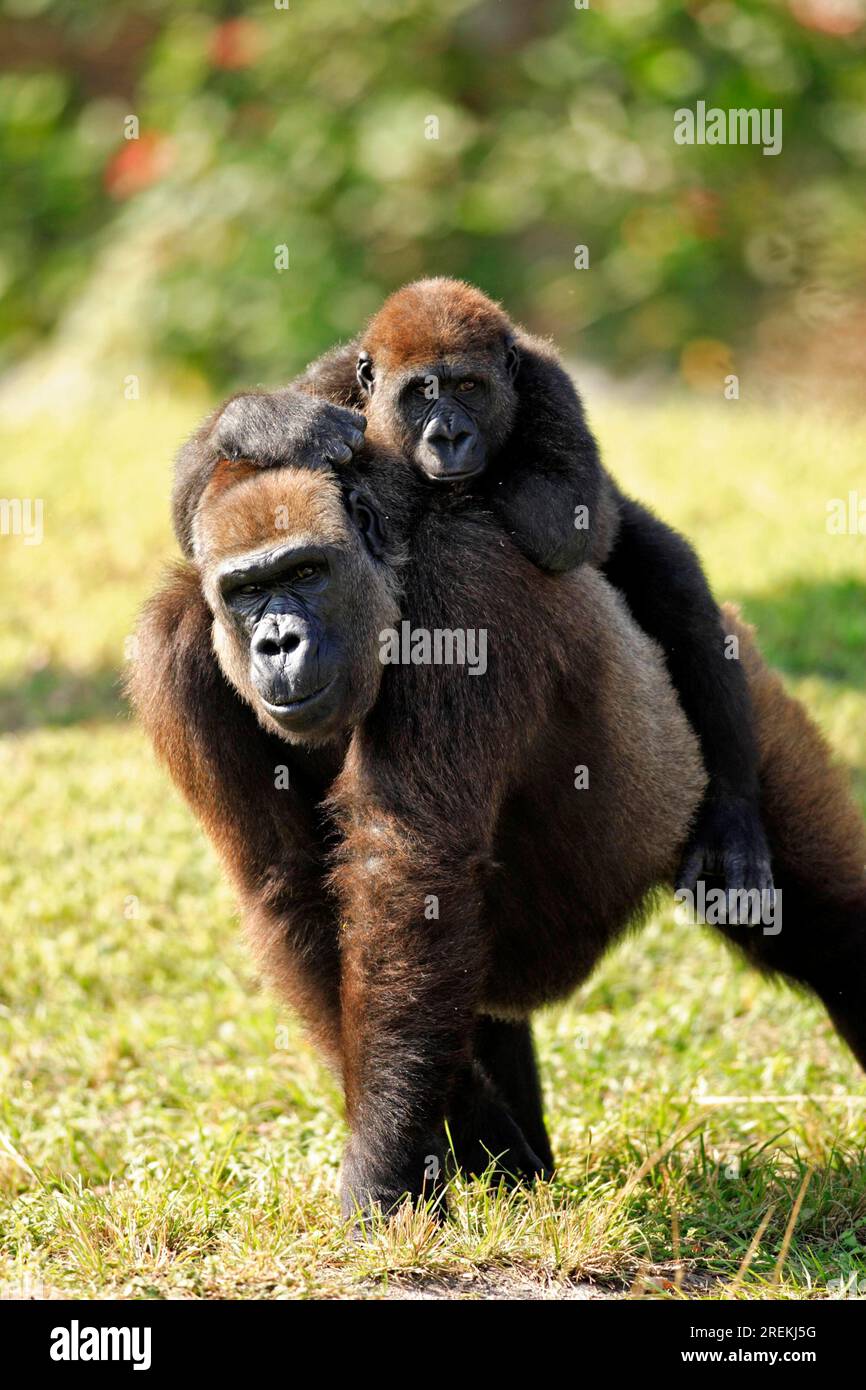 Western lowland western gorilla (Gorilla Gorilla) Lowland g. gorilla ...